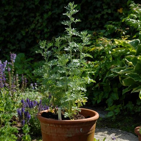 Malurt Moesgård Havecenter