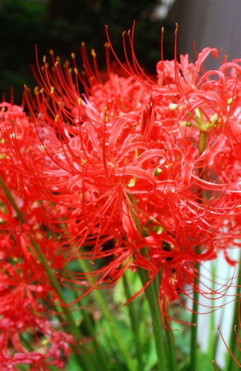 ゆんフリー写真素材集 No 506 彼岸の紅 日本 東京