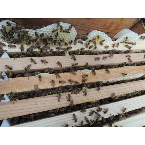 交配用ミツバチ 女王有2枚群 約4000匹 西洋ミツバチ 中長期交配型 養蜂 ハチ 飼育 Bee2石垣島はちみつ 通販 Yahoo