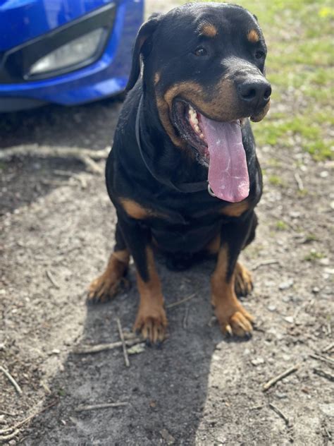 Everyone meet Fazo💙 : r/Rottweiler