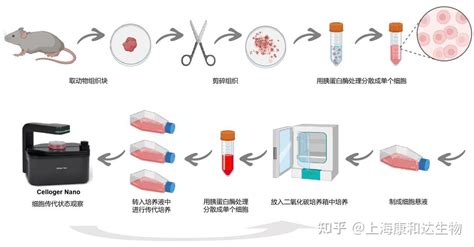 细胞培养基础实验入门指南 知乎