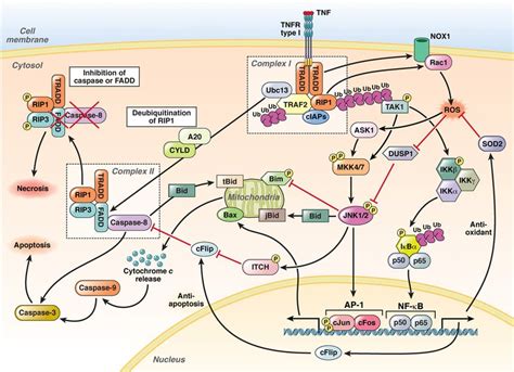 Jnks In Tnf Signaling 1 Binding Of Tnf To The Tnfr Type I Leads To