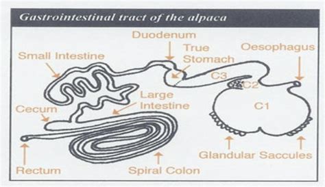Camelid Medicine Flashcards Quizlet