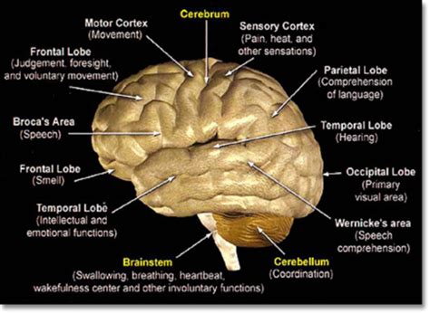 Neuro 1 Flashcards Quizlet