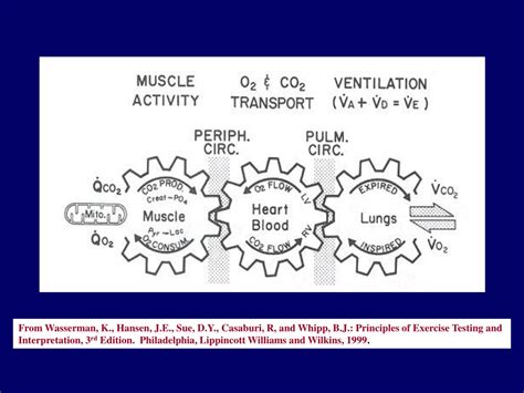 Ppt Exercise Physiology Powerpoint Presentation Free Download Id 9705056