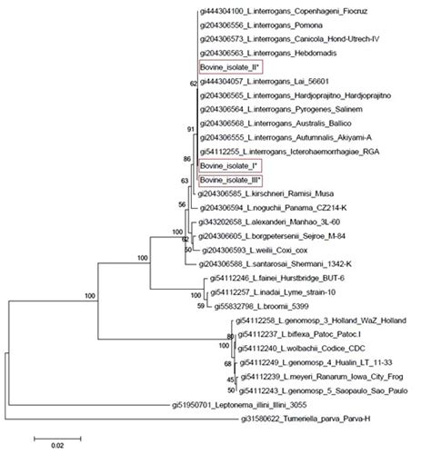 Phylogenetic Analysis Of The Leptospira Isolates Download Scientific