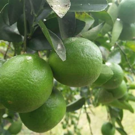 Jual Bibit Jeruk Nipis Okulasi Cepat Berbuah Shopee Indonesia
