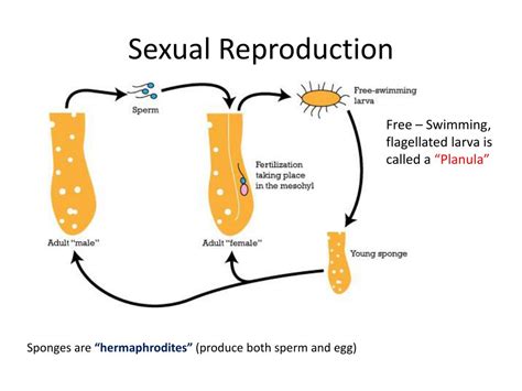 Sponge Sexual Reproduction
