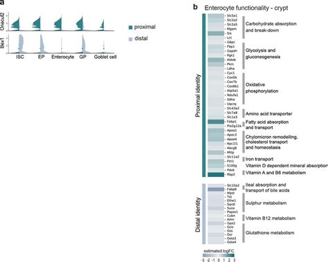Proximal And Distal Type Enterocytes Exert Different Functions A