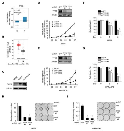 Transcription Factor Eb Tfeb Knockdown Reduces The Pancreatic Ductal