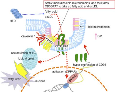 Sms2 Could Be A Novel Regulator Of Lipid Microdomain Structure And Download Scientific Diagram