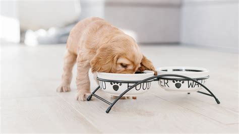 Alimentación Adecuada Para Cachorros Guía Completa Todas Las Razas