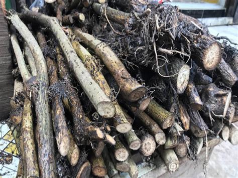 Chui Jhal Health Benefits আগাছার মতো চেহারা কিন্তু শরীরের গিটে গিটে