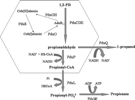 Model For Pdu Microcompartment The Hexagon Frame Indicates The Shell Download Scientific