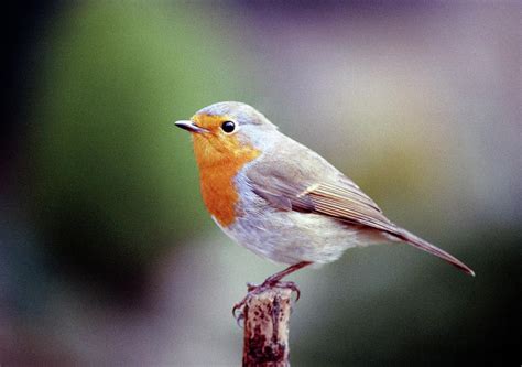 Red Chest Robin At Mark Cox Blog