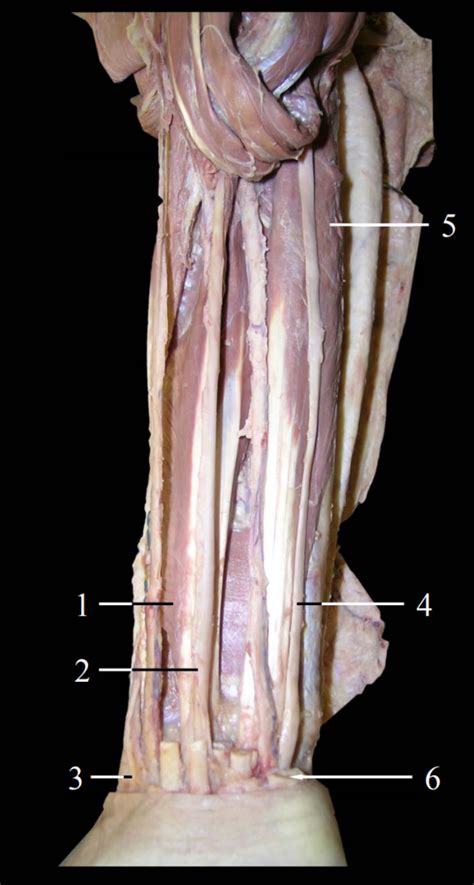 Nerves Of The Forearm Diagram Quizlet
