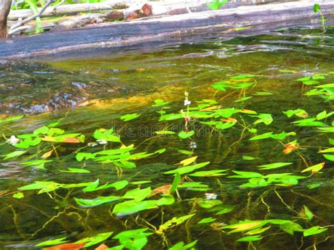Freshwater Emergent Aquatic Plants Arrowhead Sagittaria Species Stock