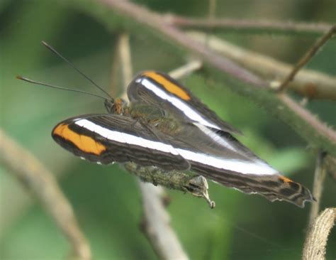 Adelpha Adelpha Picture Insect