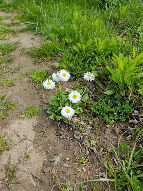 데이지 잔디 봄 Pixabay의 무료 사진 Pixabay