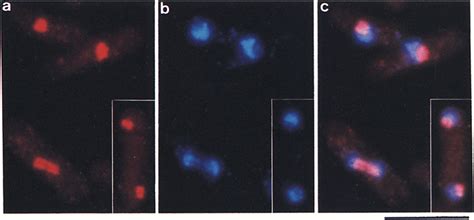Immunofluorescence Color Photomicrographs Of S Pombe Wild Type Cells