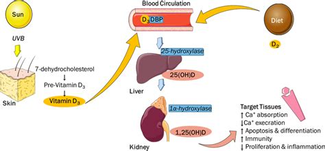 Vitamin D Metabolic Pathway Figures Images Source