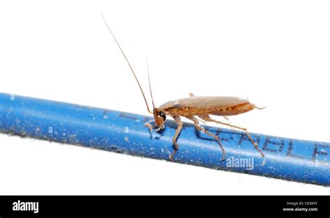 Cockroach Net Bug On Wire Stock Photo Alamy