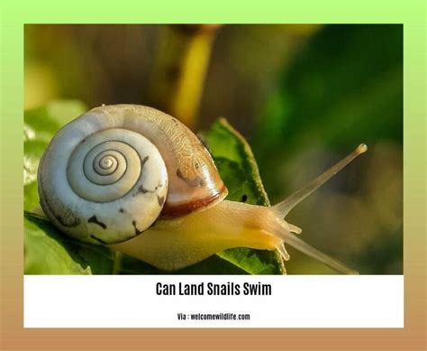 Can Land Snails Swim Unveiling The Aquatic Abilities Of These Fascinating Invertebrates