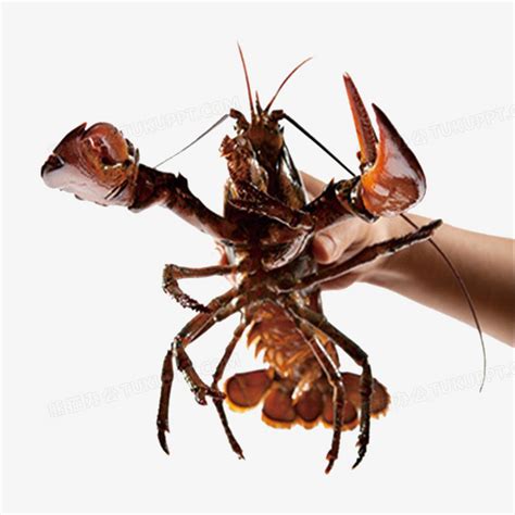 Png Png