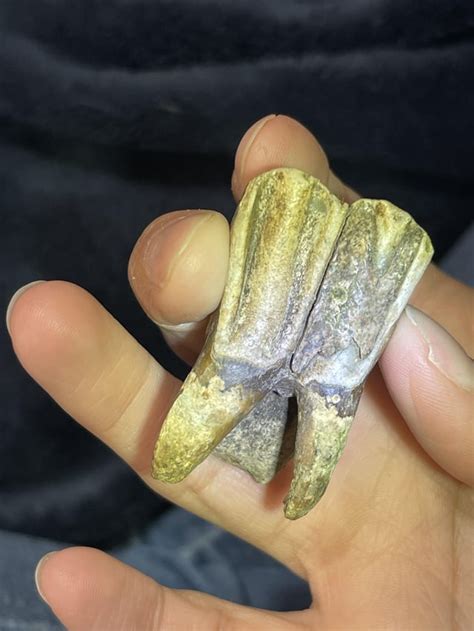 Dino Tooth R Whatsthisrock
