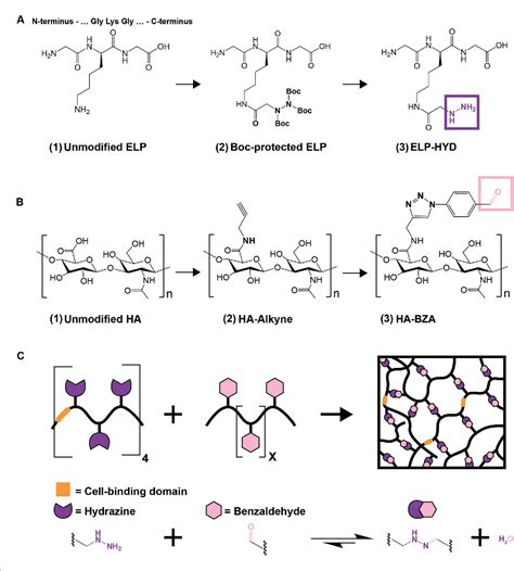Figure 1 From Cell Microencapsulation Within Engineered Hyaluronan