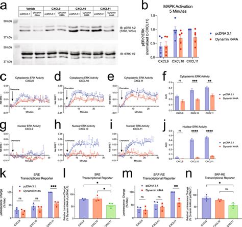 Cxcr3 Internalization Is Required For Biased Cytoplasmic And Nuclear
