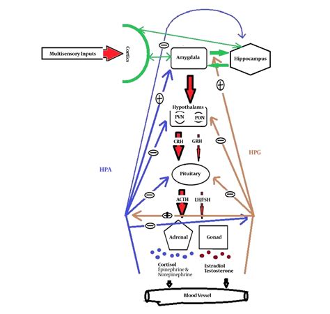 Stress System And Social Interaction Focusing On The Sexual Pathway