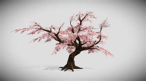 Cherrytree 3d Models Sketchfab