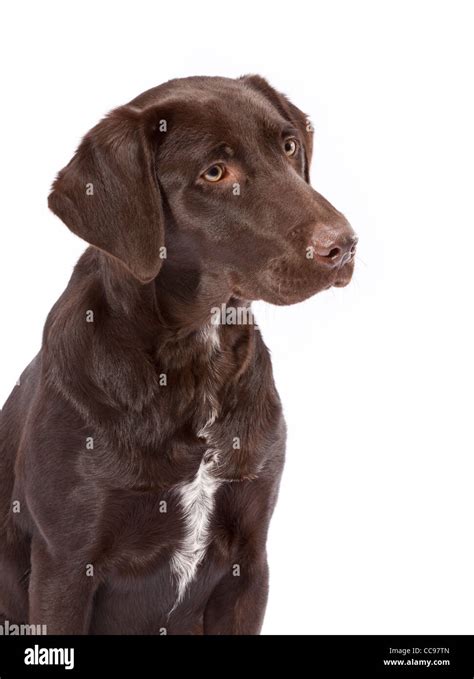 Pointer Chocolate Lab Mix