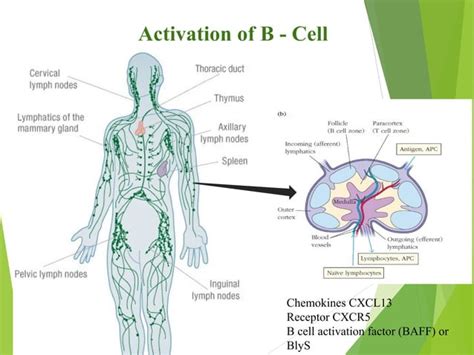 B Cell Generation Activationanddifferentiation Ppt
