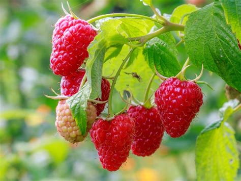 Are Raspberry Plants Toxic To Cats Waldo S Friends