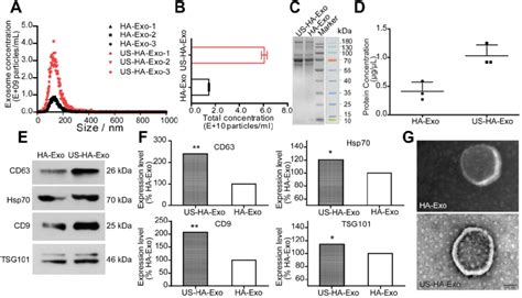 Characterization And Quantification Of Astrocyte Derived Exosomes A Download Scientific