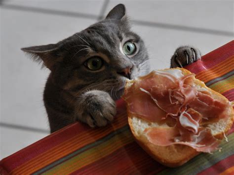 ¡descubre Los Beneficios De Alimentar A Tu Gato Con Jamón Serrano