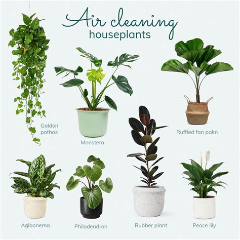 Air Cleaning Houseplants Your Bedroom Free Photo Rawpixel