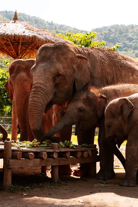 Elephant Nature Park In Chiang Mai Thailand Complete Guide