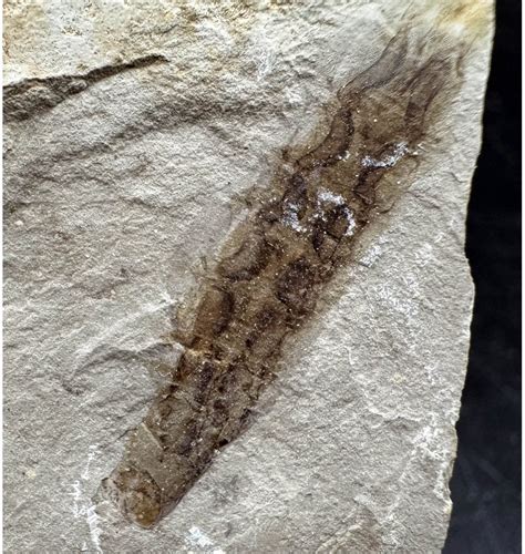 fossils for sale fossils eocene fossil predatory diving