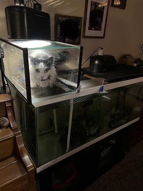 Turtle Ear Infection Update Rredearedsliders