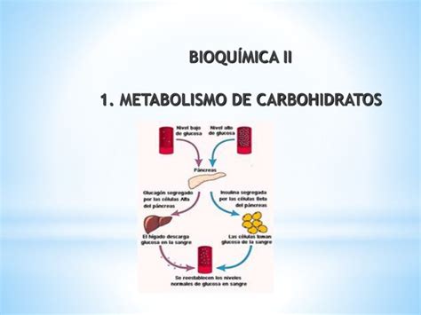 Metabolismo De Los Carbohidratos Metabolismo De Los Carbohidratos