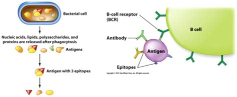 Lecture 13 Adaptive Immune System Part I Flashcards Quizlet