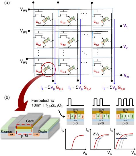 a ferroelectric field effect transistor based synaptic weight cell