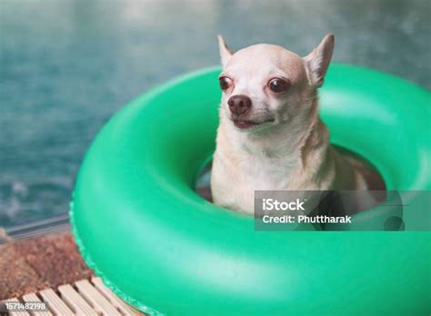 갈색 짧은 머리 치와와 개는 녹색 수영 반지에 앉아 있거나 수영장 옆에서 풍선을 타고 멀리 바라보고 있습니다 수영 동작 활동에 대한 스톡 사진 및 기타 이미지 Istock
