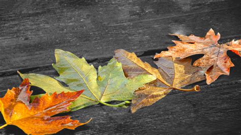 Four Seasons Tree Nature Free Photo On Pixabay Pixabay