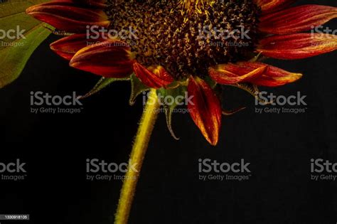 검은 색 배경에 붉은 해바라기 측면 보기 텍스트 장소 낮은 키 사진 0명에 대한 스톡 사진 및 기타 이미지 0명 검정색