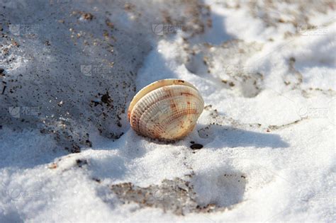 一个冬天阳光明媚的日子，阿纳达拉双壳类软体动物躺在雪地里。