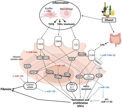 Cancers Free Full Text Mirnas In Alcohol Related Liver Diseases And